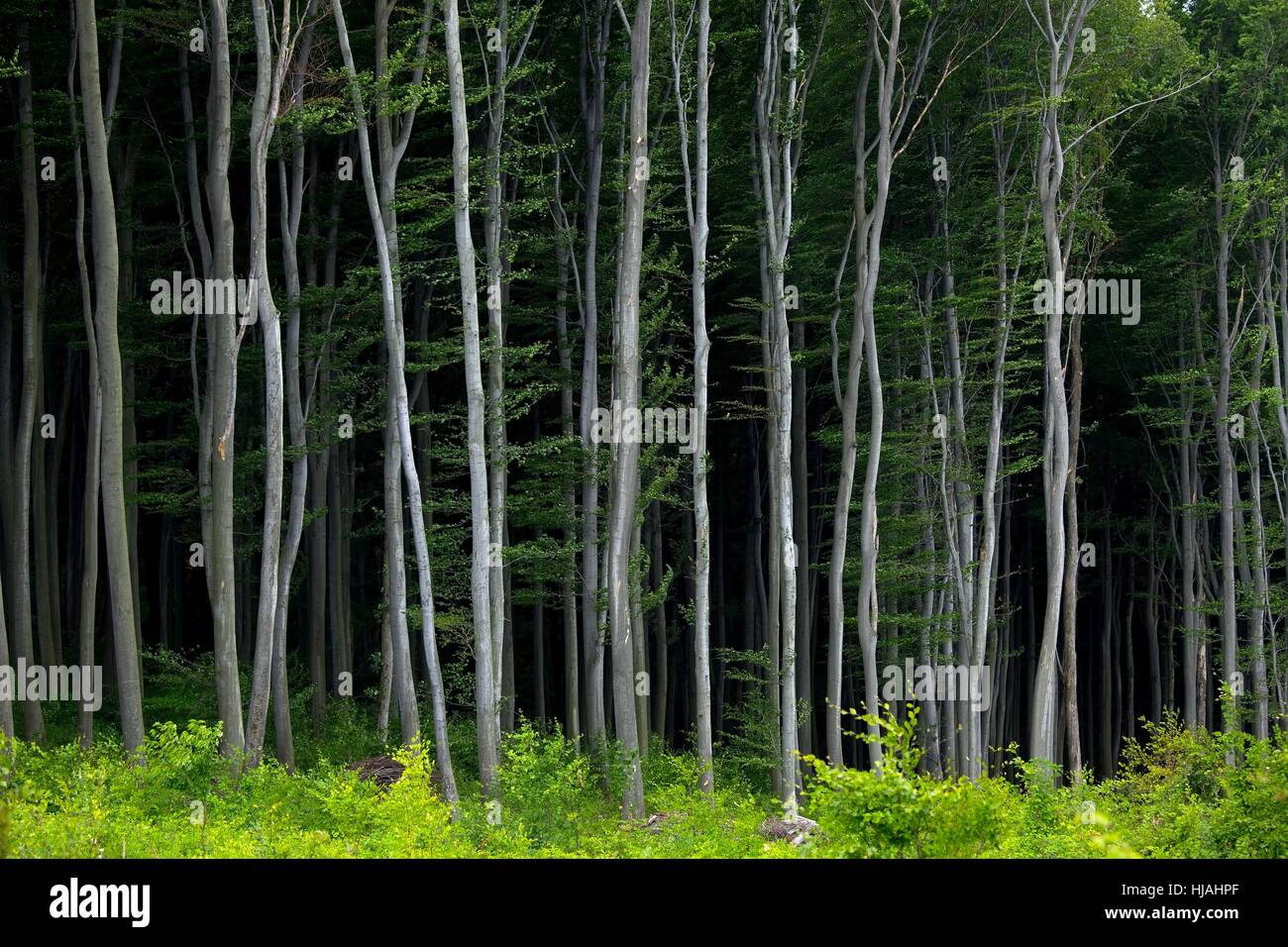tree, trees, woods, edge, dense, dark, high, tall, forest, big, large ...