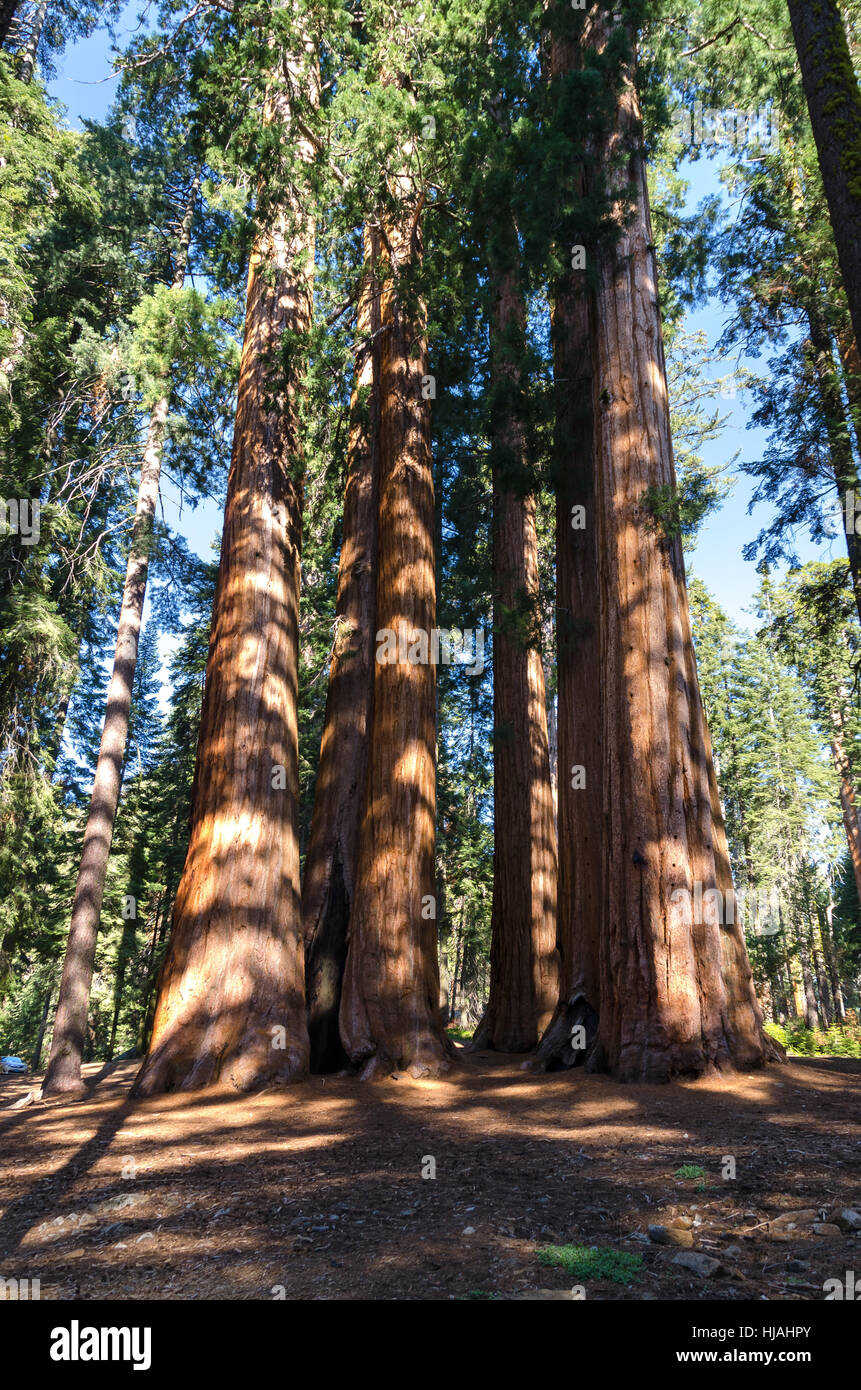 national park, giant, summer, summerly, sequoia, scenic, nature ...