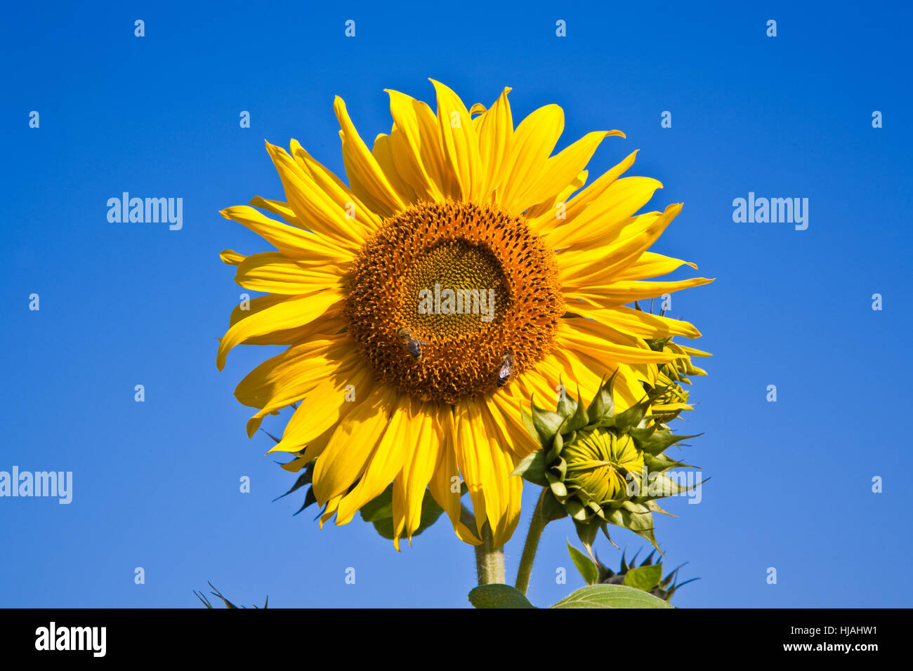 blue, flower, plant, sunflower, farm, firmament, sky, backdrop ...