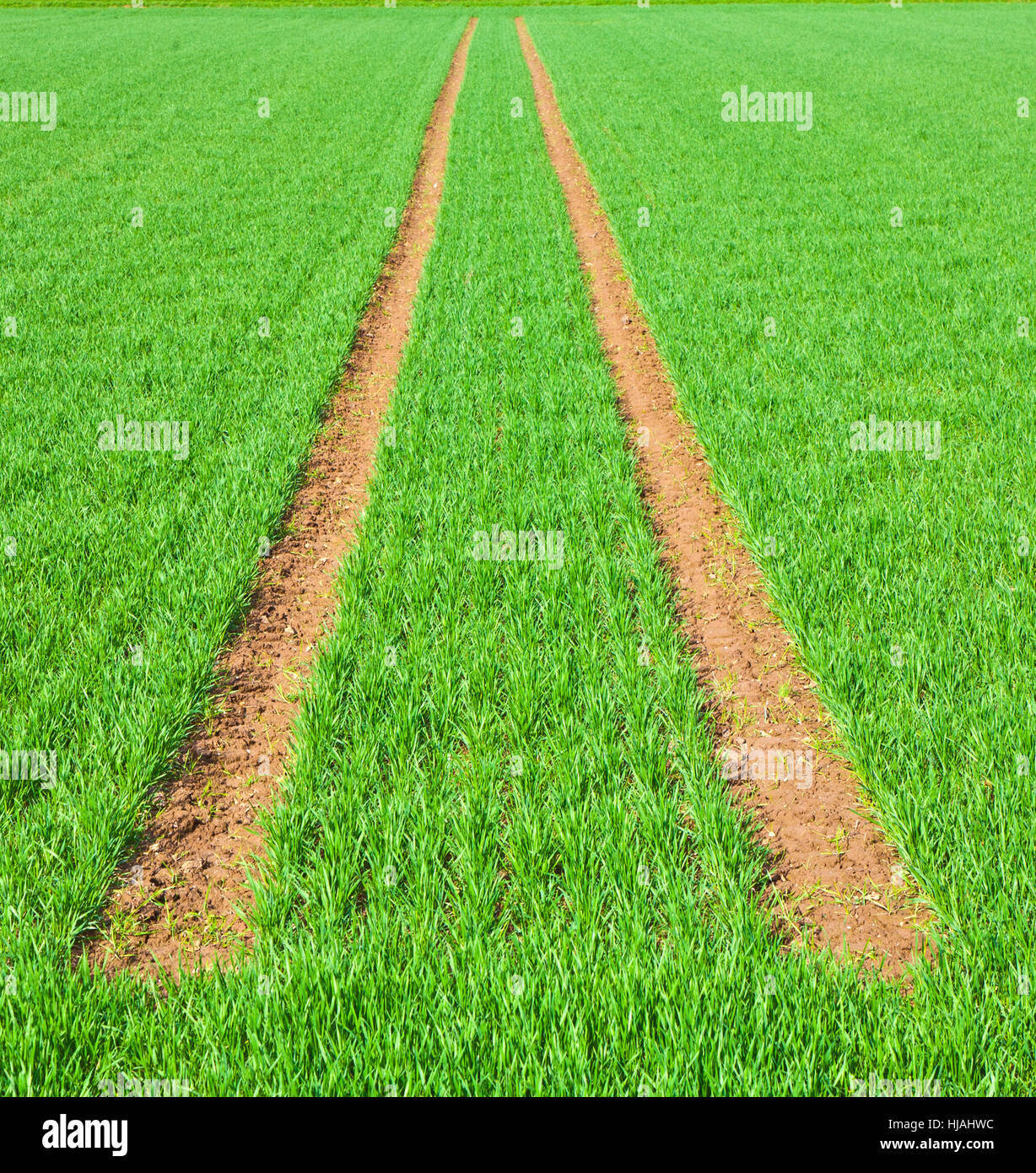 wheel, field, lines, mark, meadow, lawn, green, backdrop, background ...