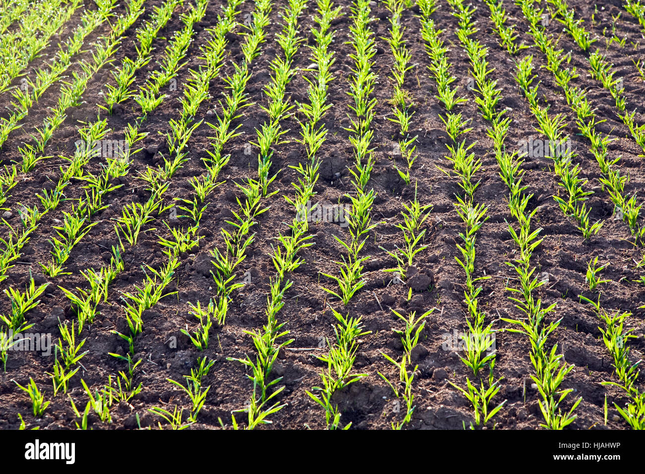 ground, soil, earth, humus, agriculture, farming, field, acre, farm ...