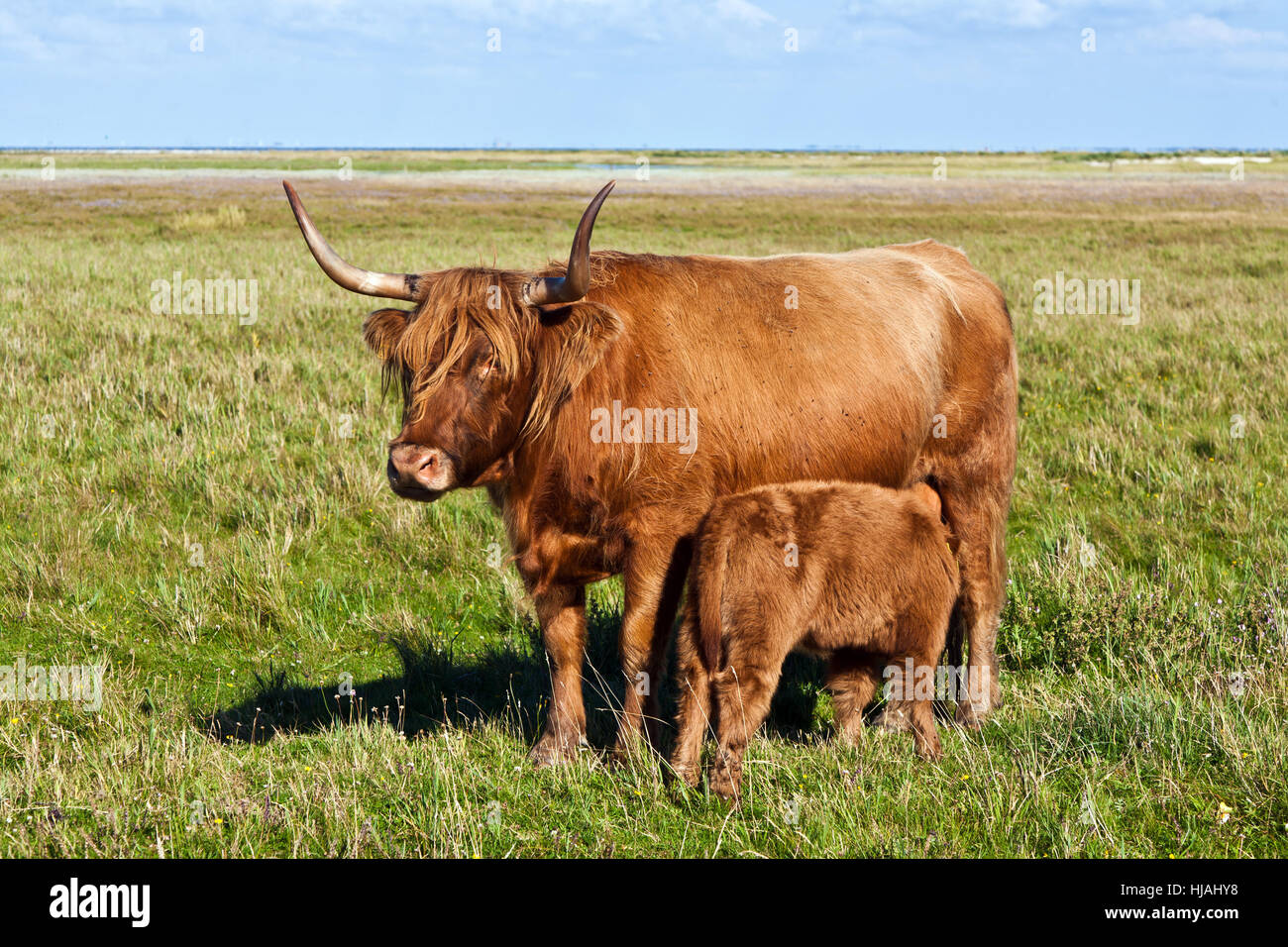 animal, sunset, agriculture, farming, horn, farm, cattle, calf, animal ...