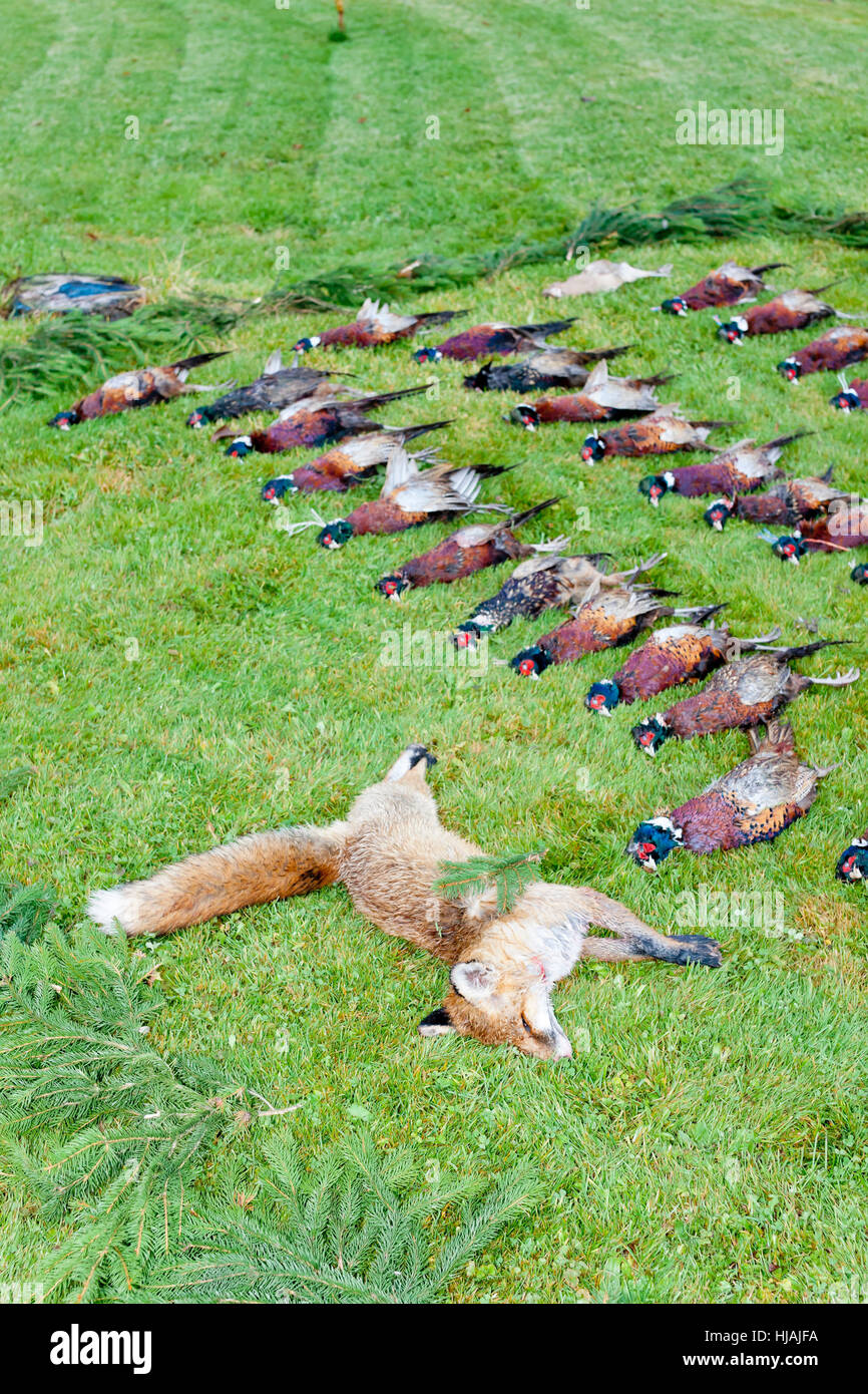 animal, fauna, pheasant, still life, death, animal, bird, fauna, wild ...