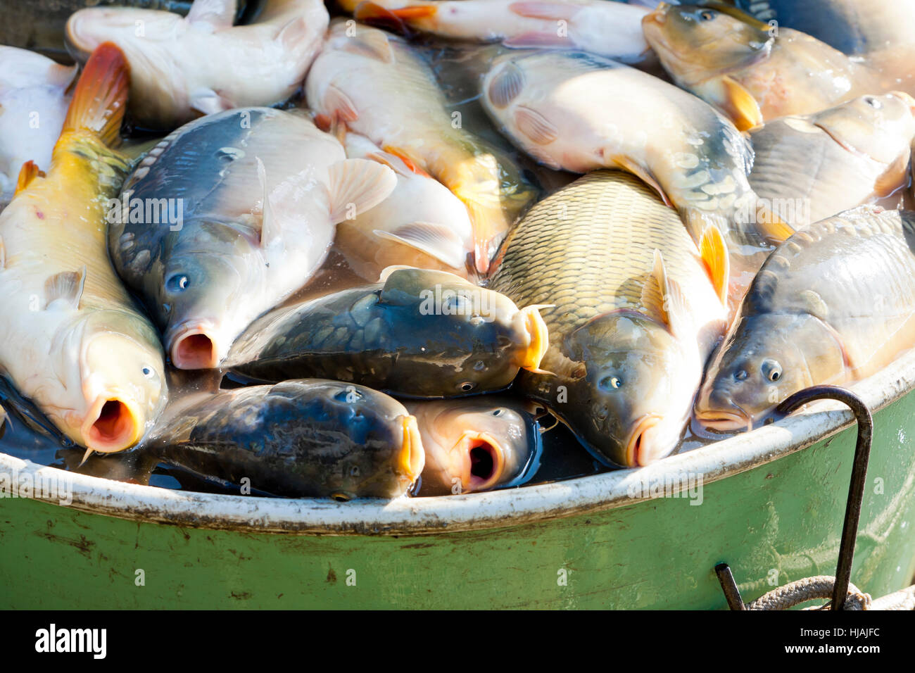 animal, fauna, fish, fishing, still life, animal, fauna, fish, outside ...
