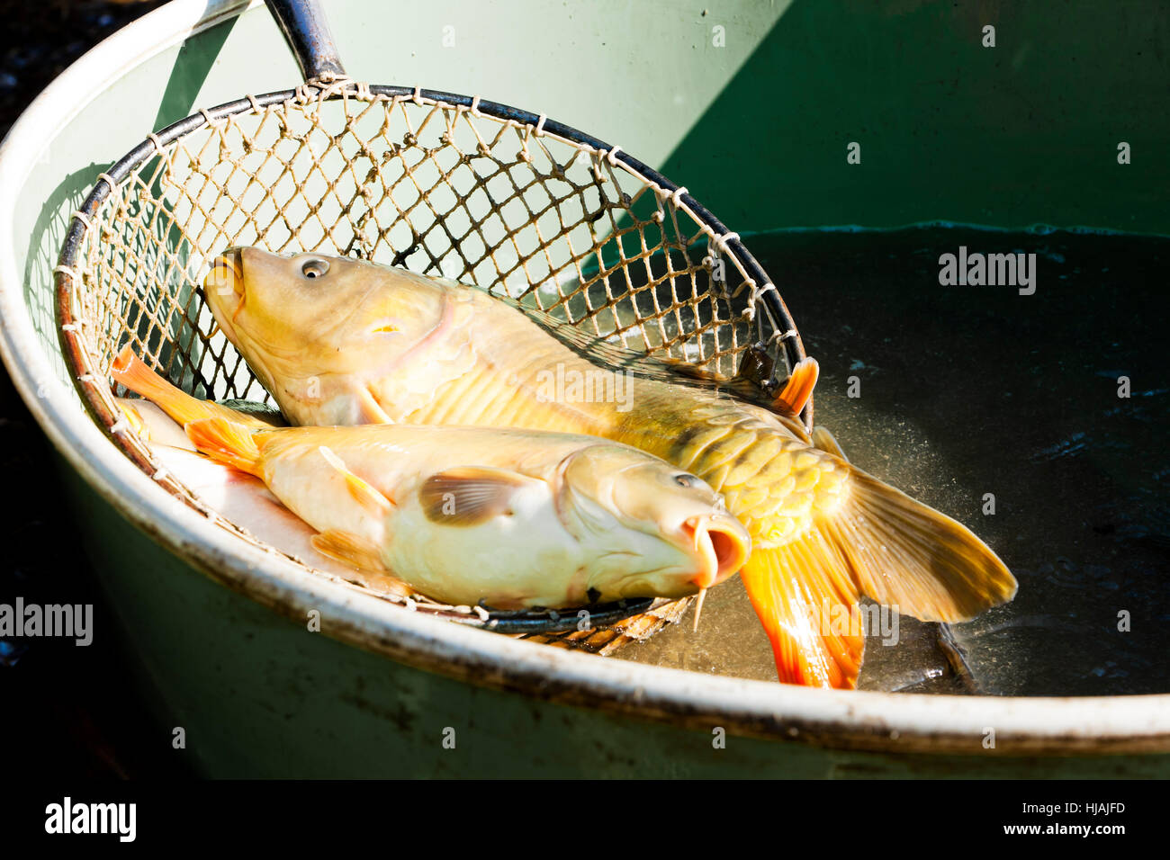 animal, fauna, fish, fishing, still life, animal, fauna, fish, outside ...