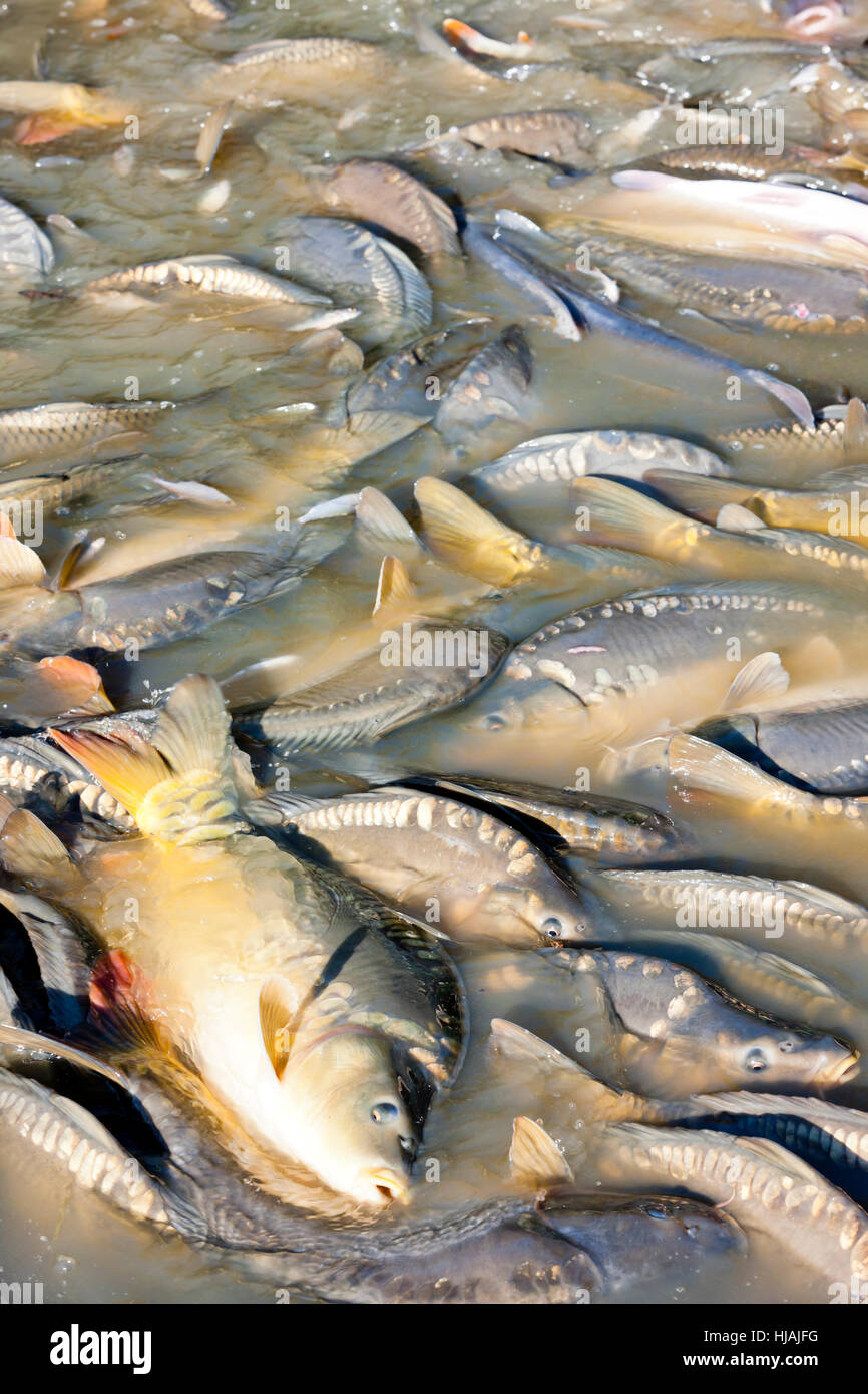 animal, fauna, fish, fishing, animal, fauna, fish, outside, fishing ...