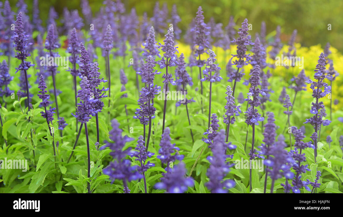 Beautiful lavender flowers hi-res stock photography and images - Alamy