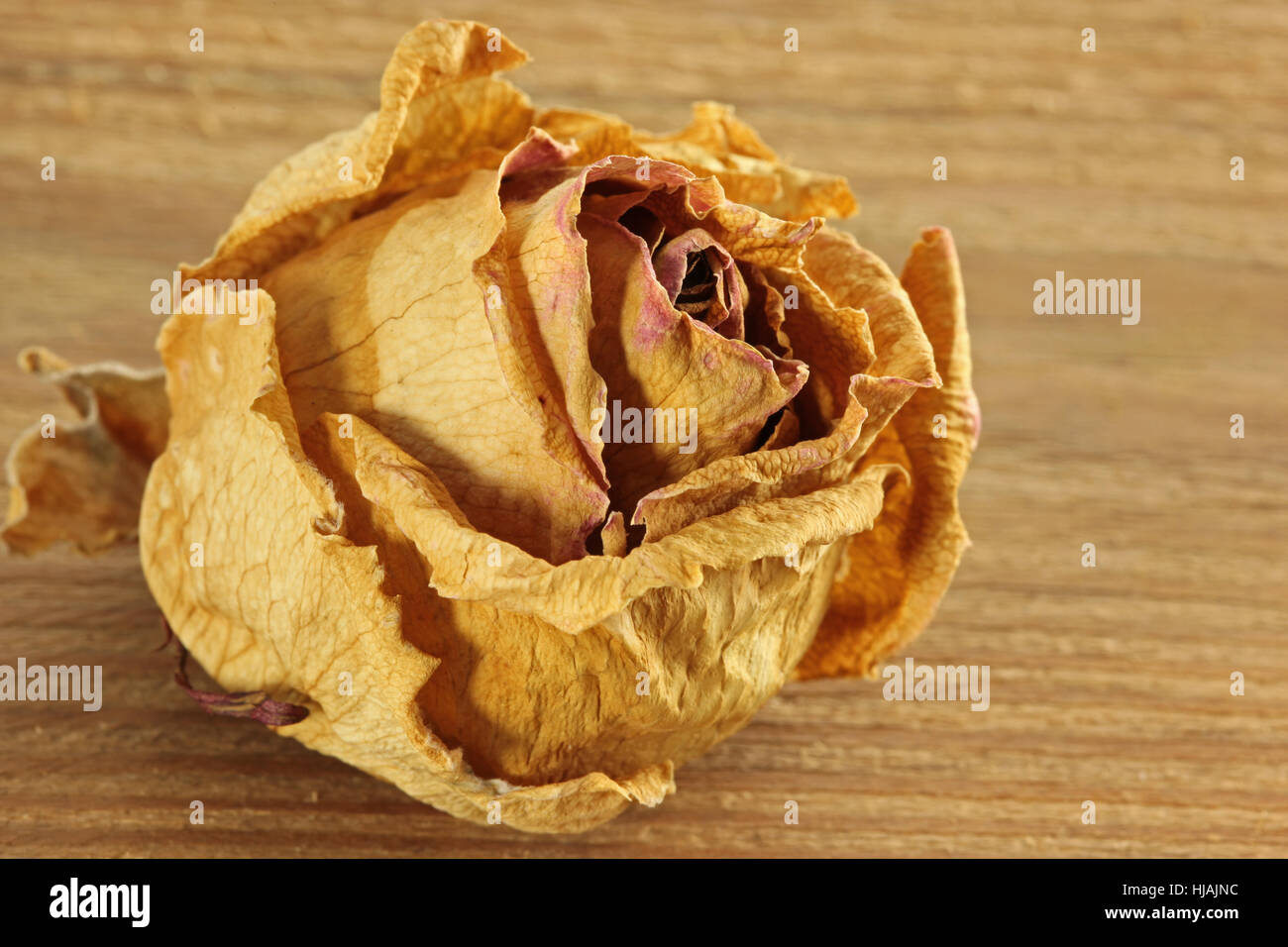 death, flower, rose, plant, roses, dry, dried up, barren, decayed ...