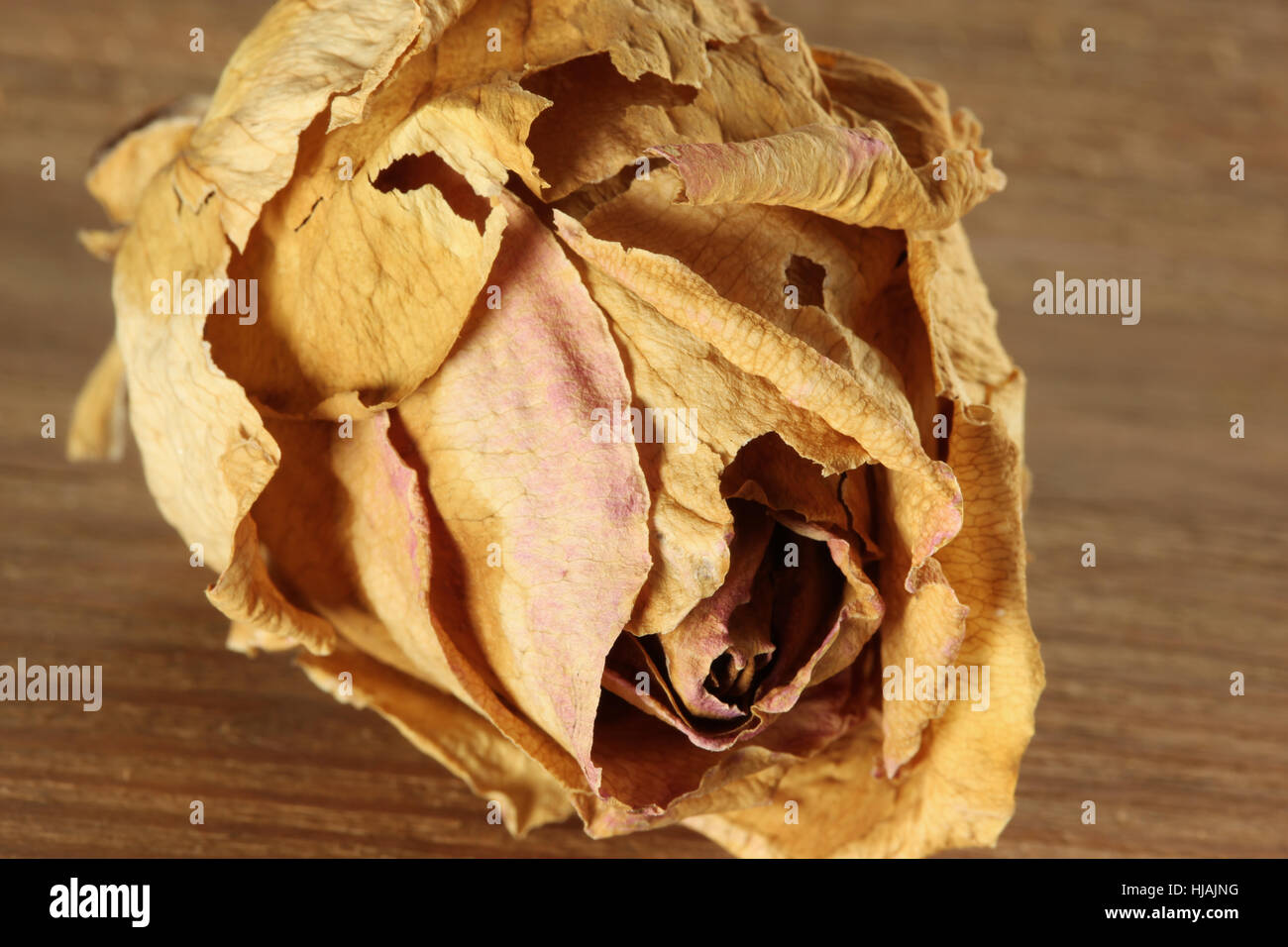death, flower, rose, plant, roses, dry, dried up, barren, decayed, perishable Stock Photo - Alamy
