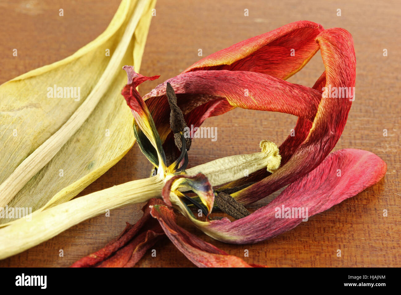 death, tulips, flower, plant, tulip, dry, dried up, barren, decayed ...