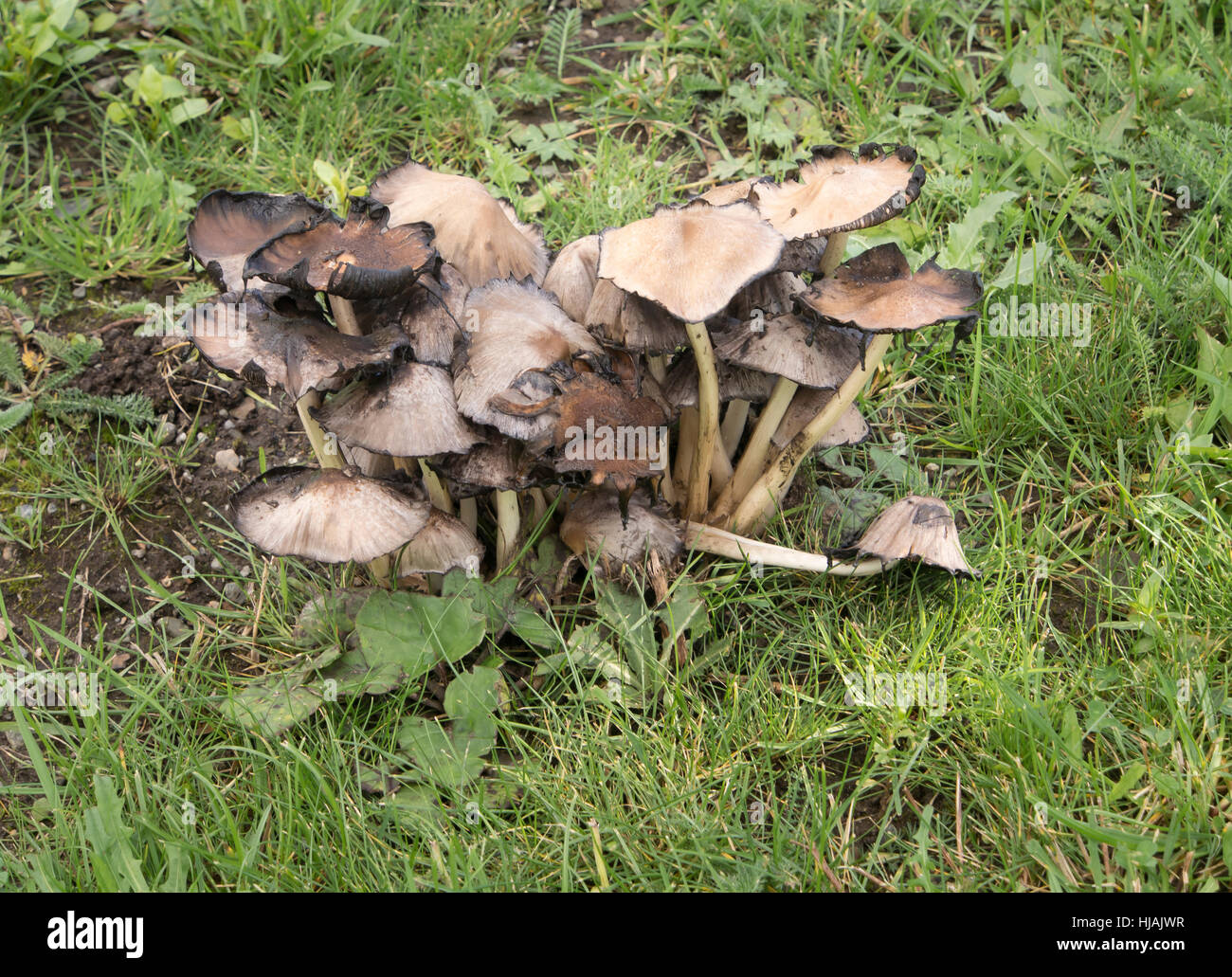 Coprinopsis atramentaria hi-res stock photography and images - Alamy