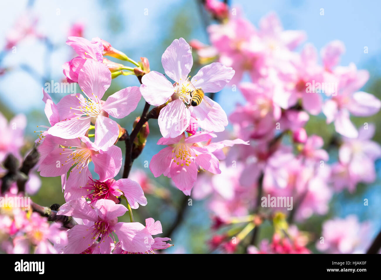 Beautiful sakura flower hi-res stock photography and images - Alamy