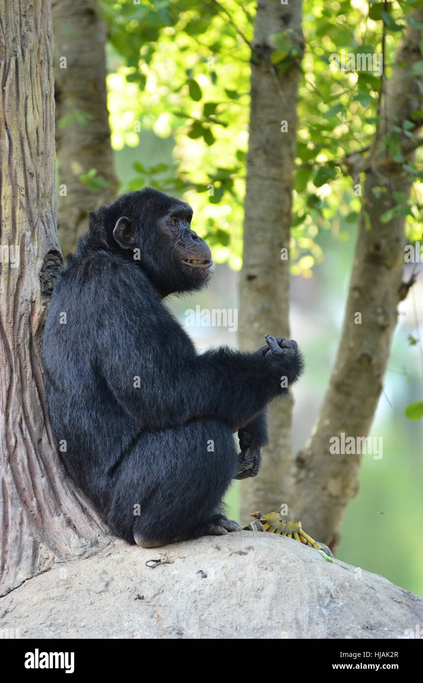 animal, monkey, zoo, wildlife, banana, chimpanzee, eating, eat, eats ...