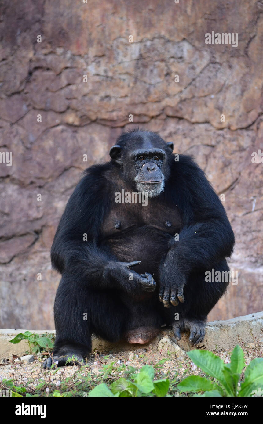 animal, monkey, zoo, wildlife, banana, chimpanzee, eating, eat, eats ...