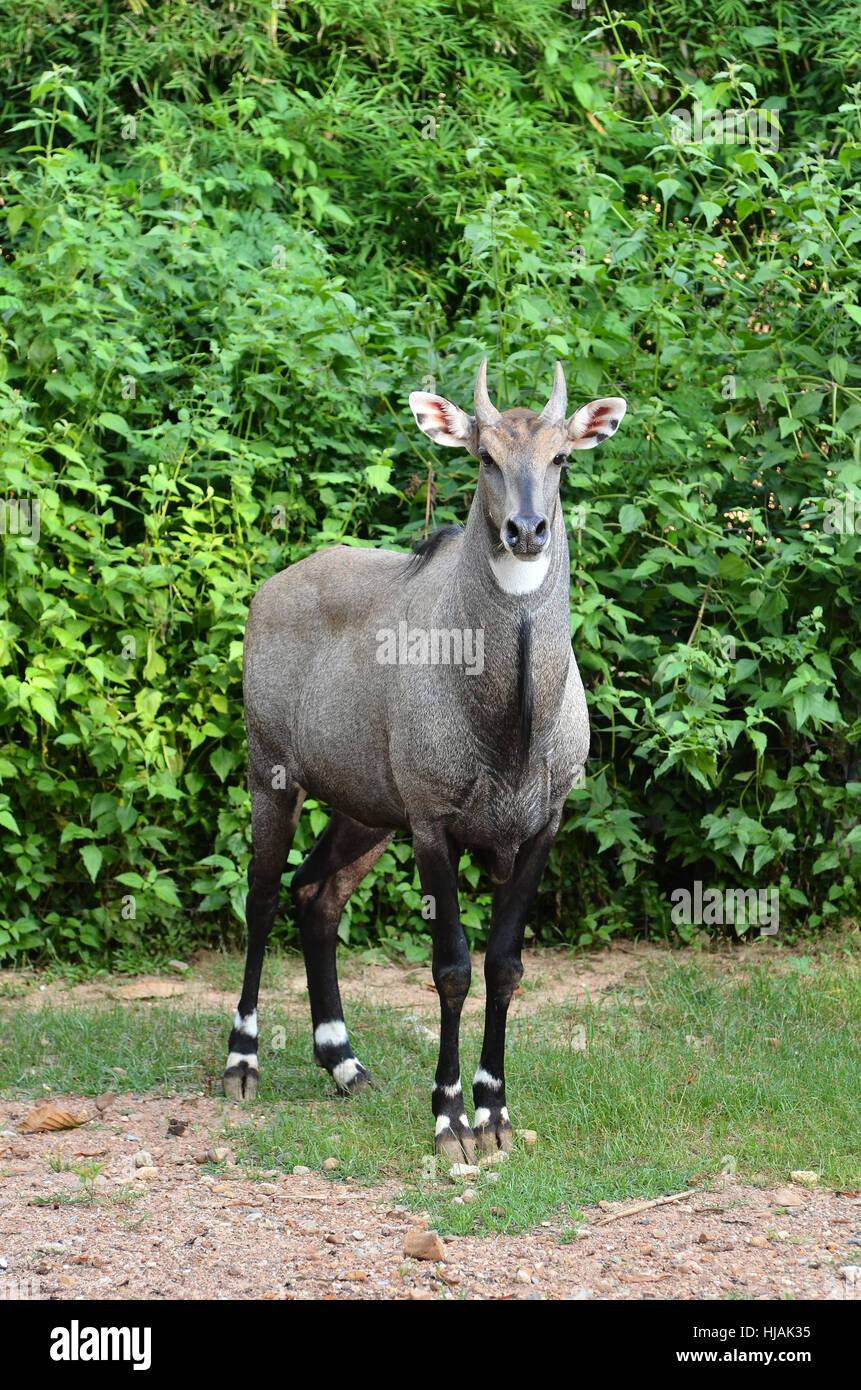 blue, animal, mammal, bull, india, wildlife, antelope, nature ...