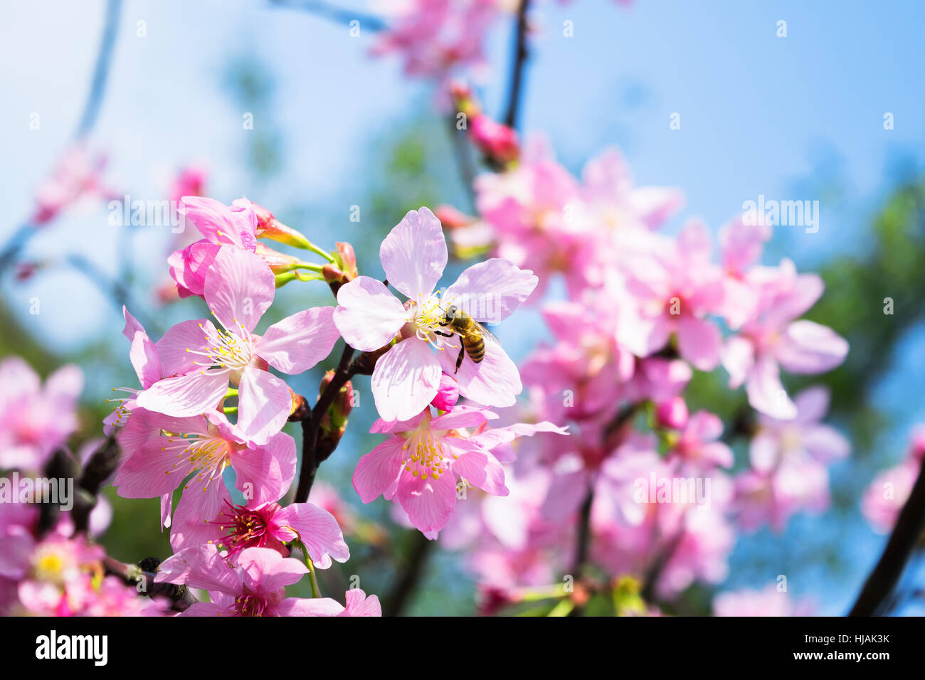 Beautiful Sakura flower in the gardens Stock Photo - Alamy