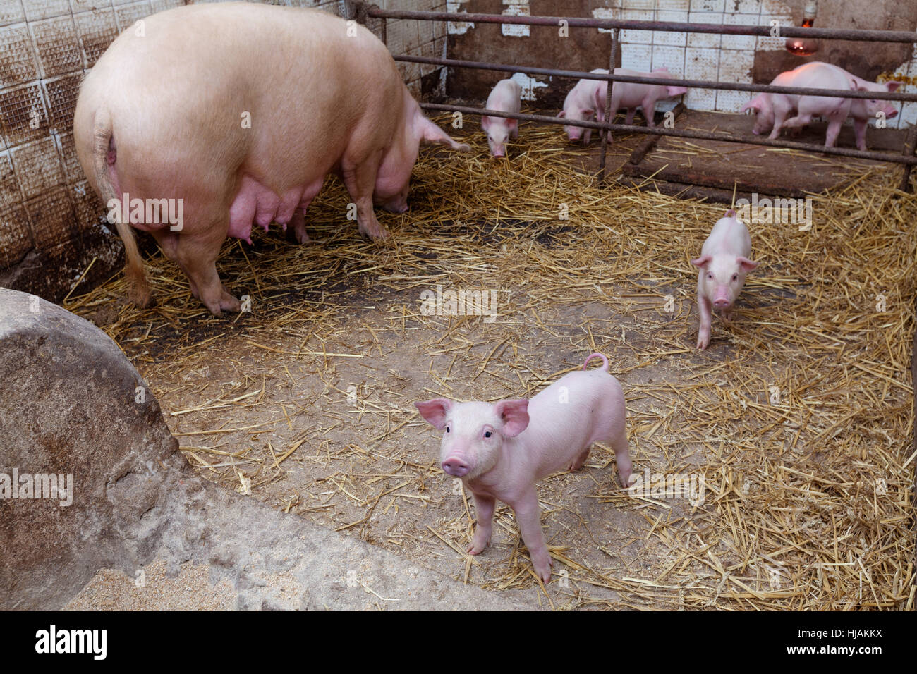 industry, industrial, animal, mammal, animals, agriculture, farming ...