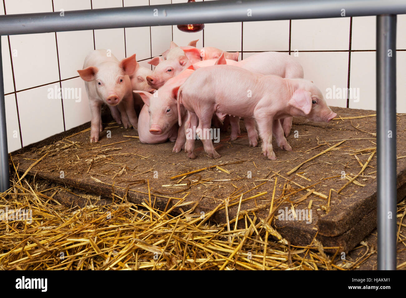 industry, industrial, animal, mammal, animals, agriculture, farming ...