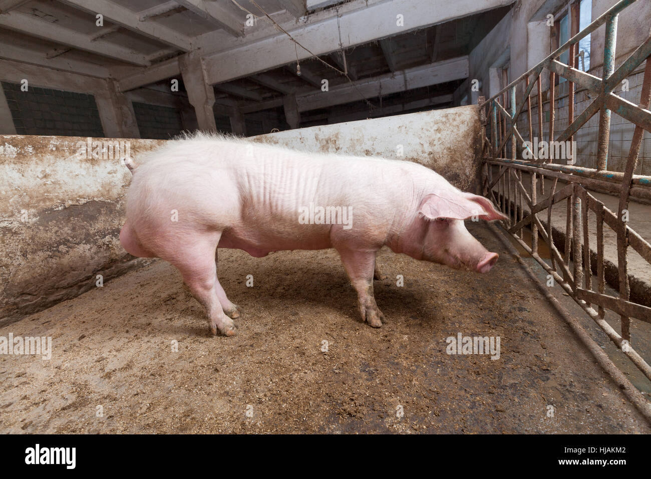 industry, industrial, animal, mammal, agriculture, farming, breeding ...