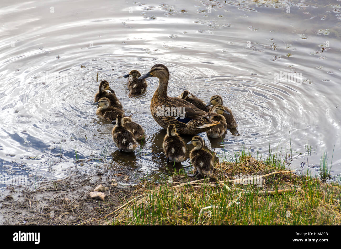 environment, enviroment, animals, america, duckling, water, environment ...
