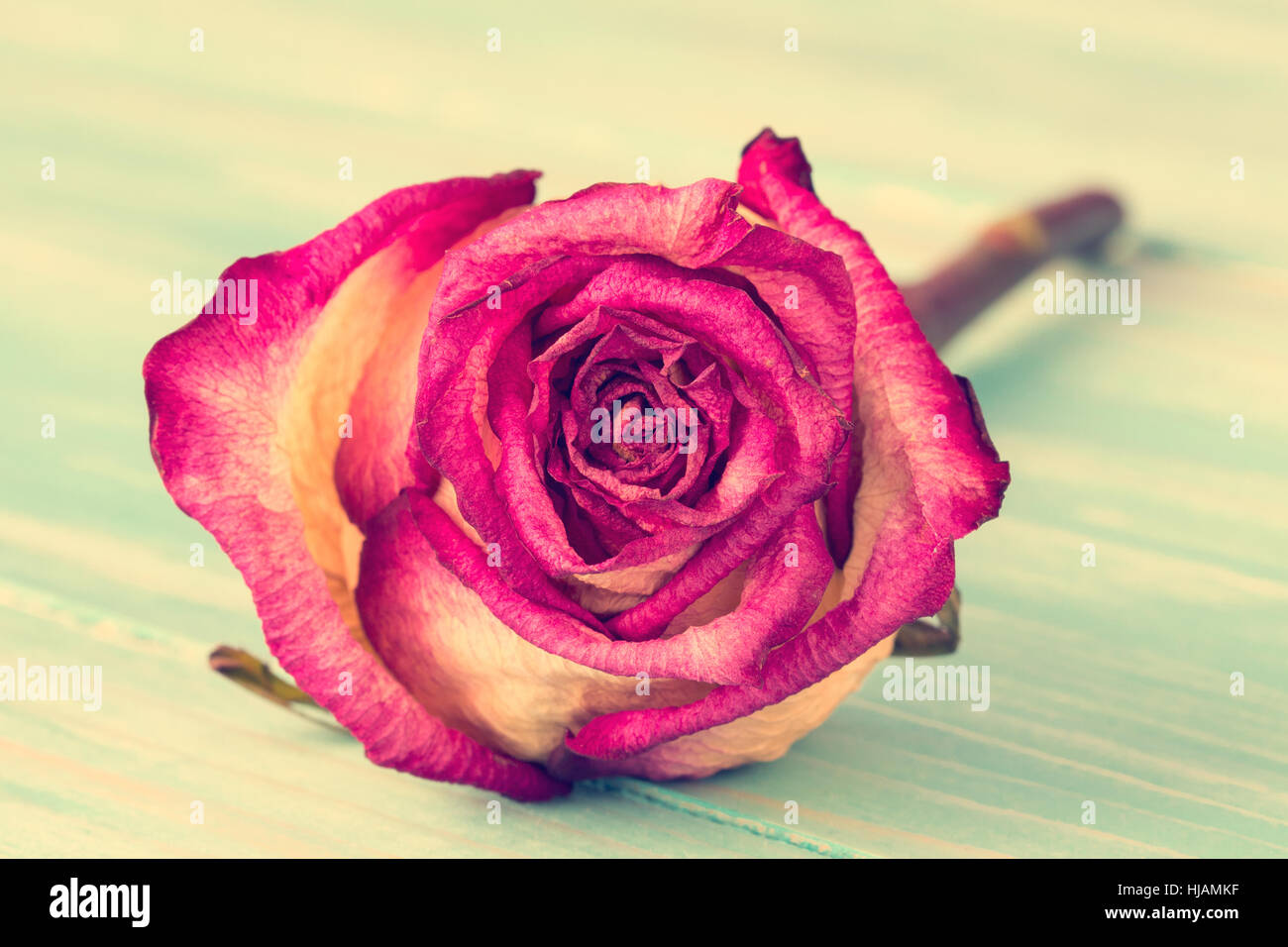 Rose lying on the floor hi-res stock photography and images - Alamy