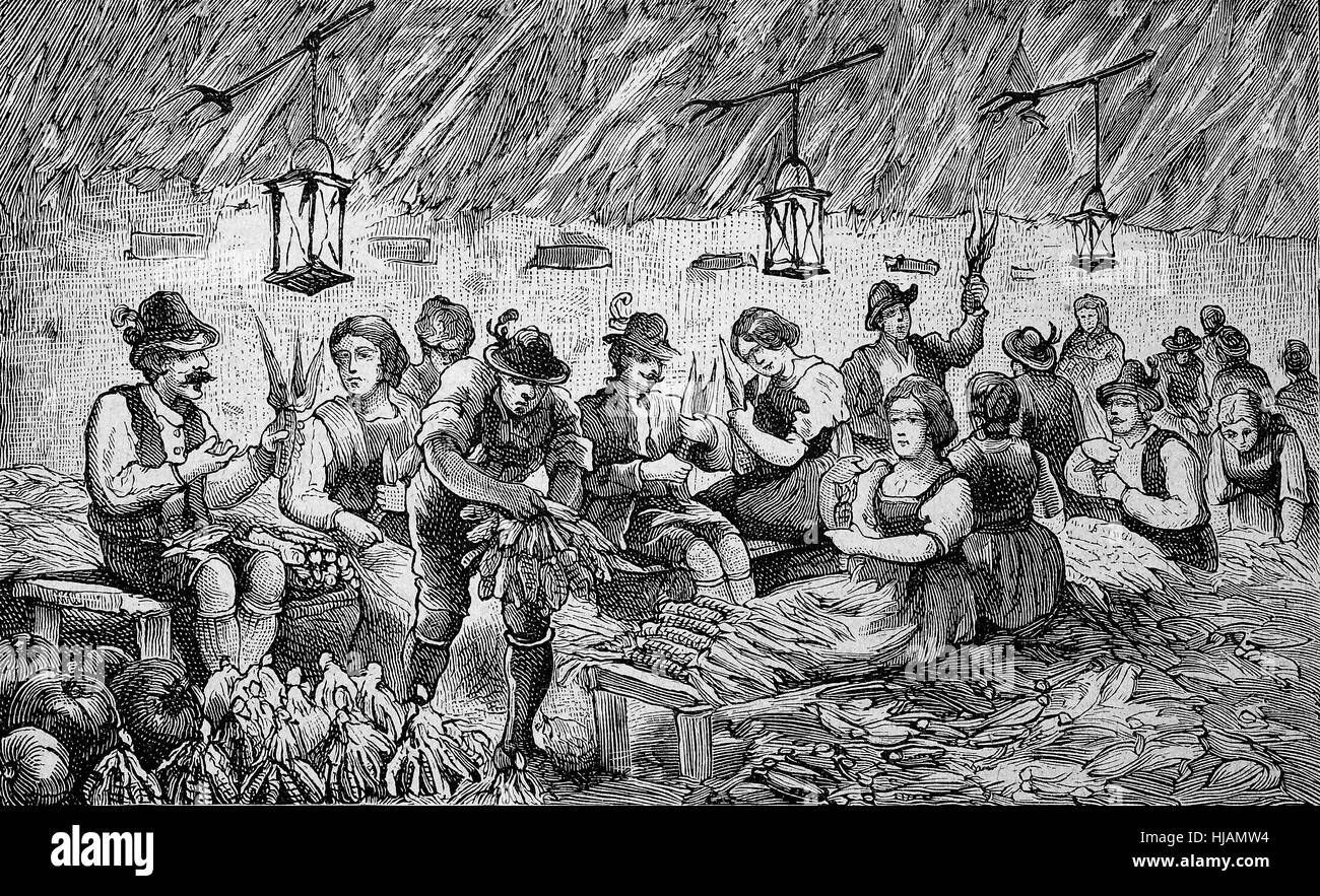 Removing the leaves from the corncobs hi-res stock photography and ...