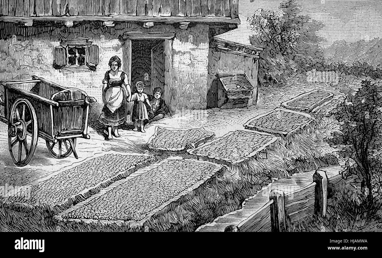 Harvest of Maize, corn, in the bavarian alps, Bavaria, Germany, drying ...