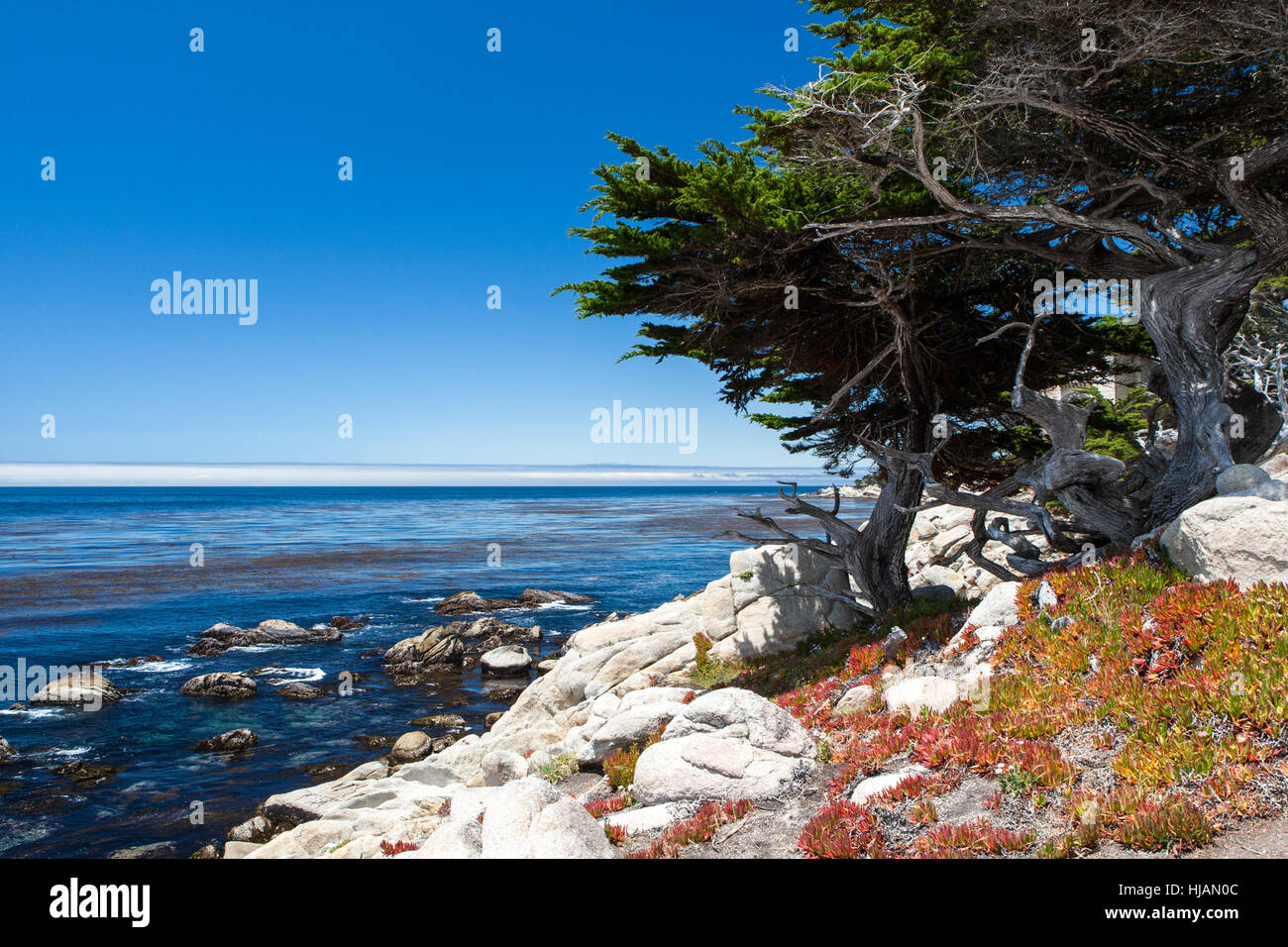 coast, cypress, blue, relaxation, tree, trees, horizon, stone, green ...