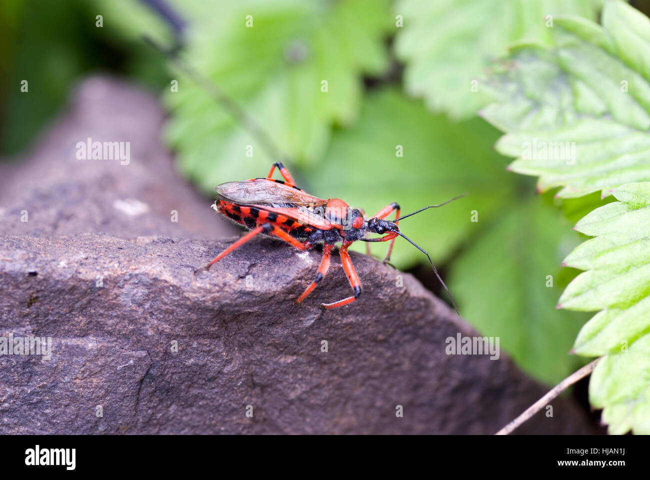 animal, insect, predator, proboscis, beast, worm, leaf, macro, close-up ...
