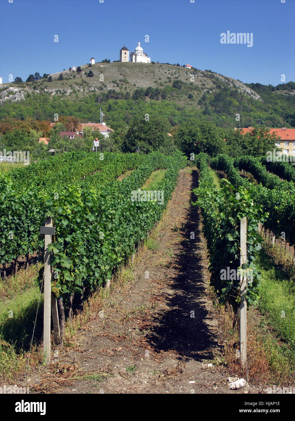 church, vineyard, wineyard, czech, bohemian, vine, grape vine, grape ...
