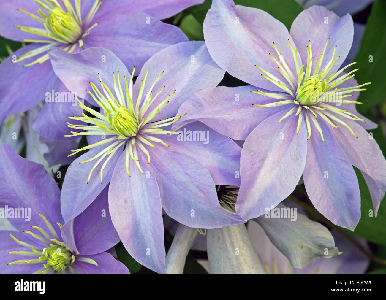 Clematis tendrils hi-res stock photography and images - Alamy