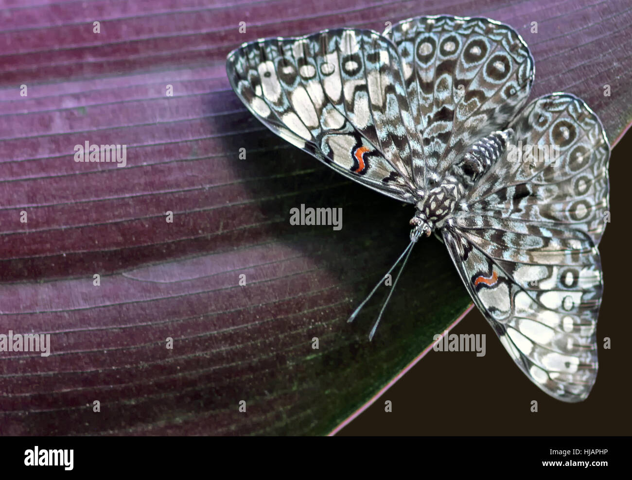 butterfly, cracker, crackers, butterfly, purple, exotic, violet, moth ...