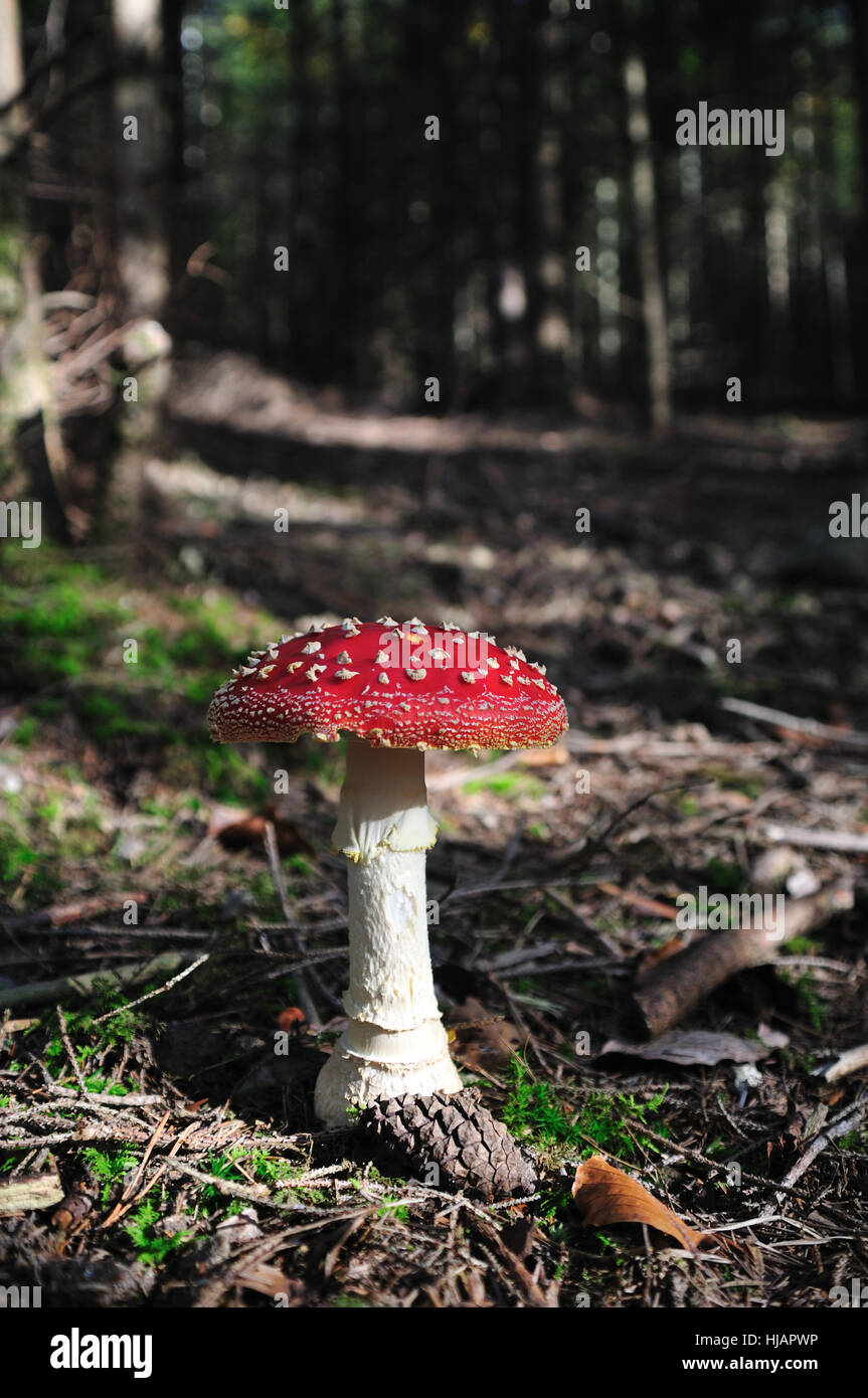 Lucky devil hi-res stock photography and images - Alamy