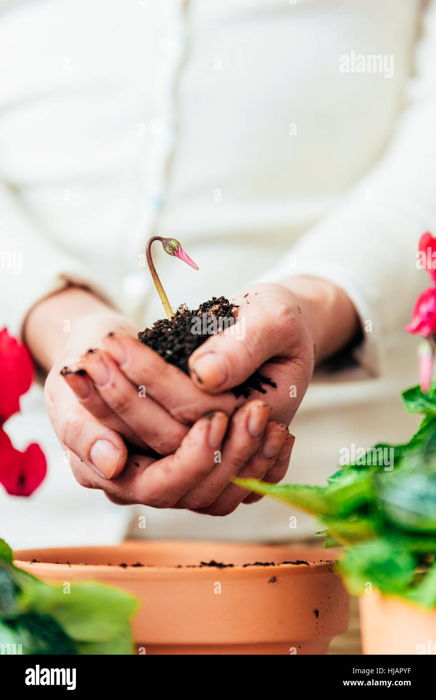 Closeup womans hands planting flowers hi-res stock photography and ...