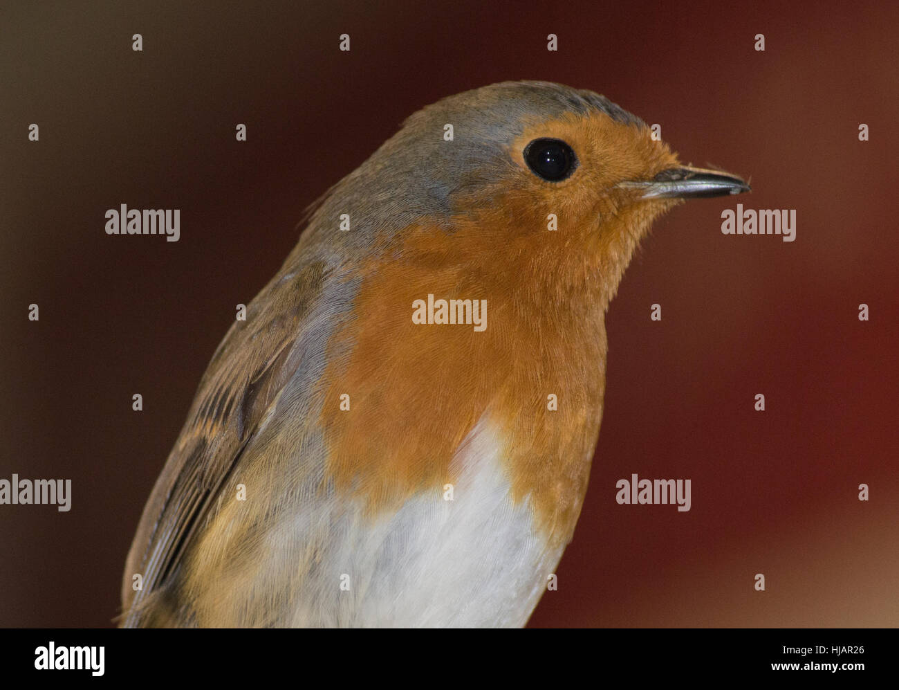 wildlife robin bird nature Stock Photo - Alamy