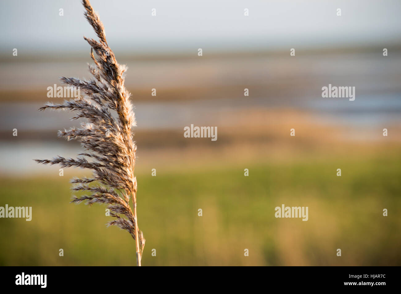 Wetland grass hi-res stock photography and images - Alamy