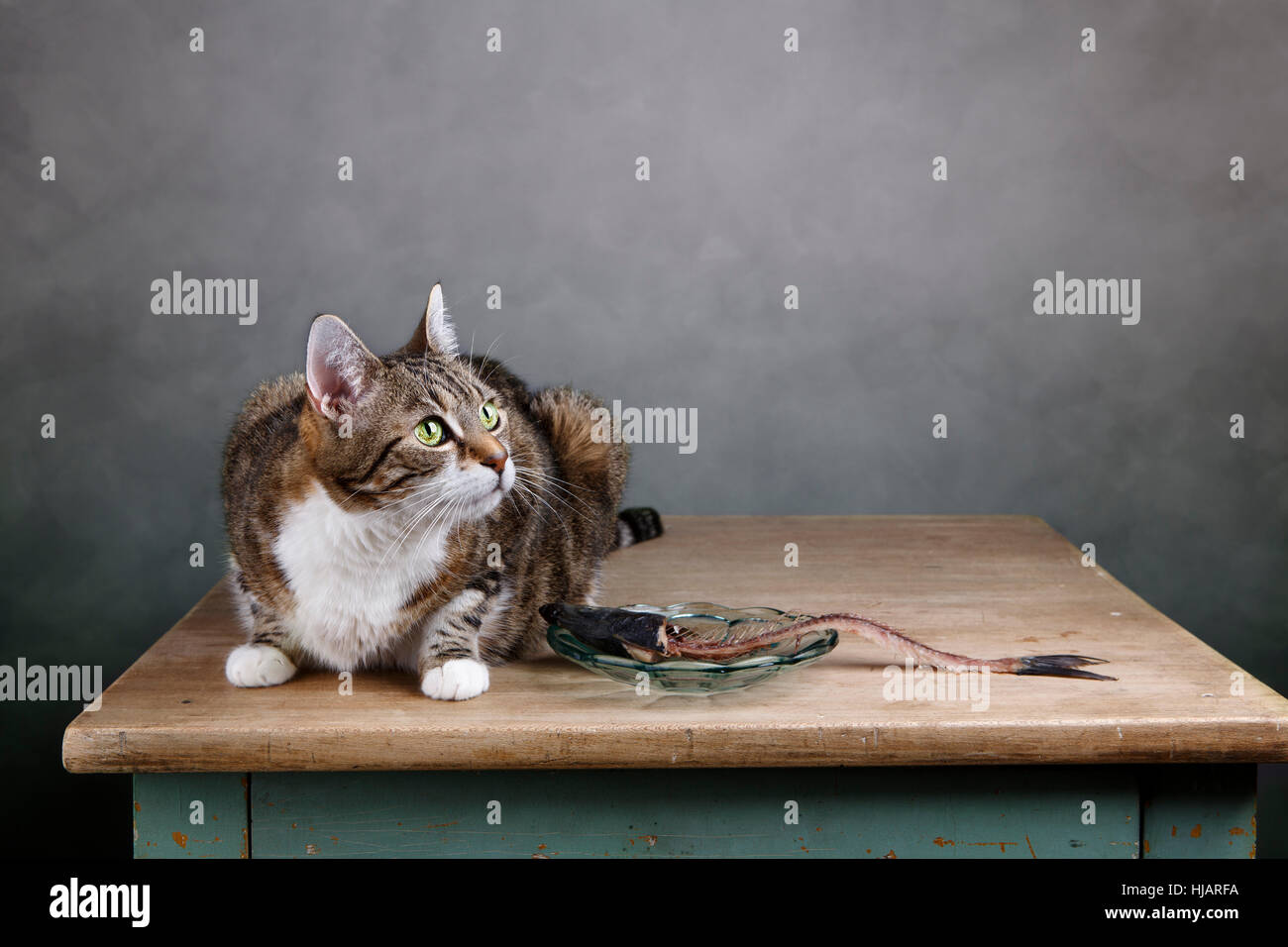 Yellow herring bones hi-res stock photography and images - Alamy