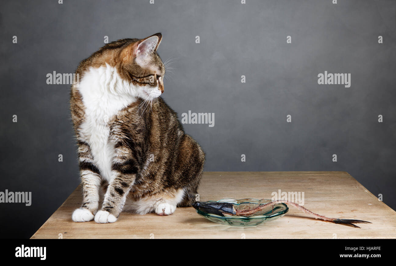 Fish bones hi-res stock photography and images - Alamy