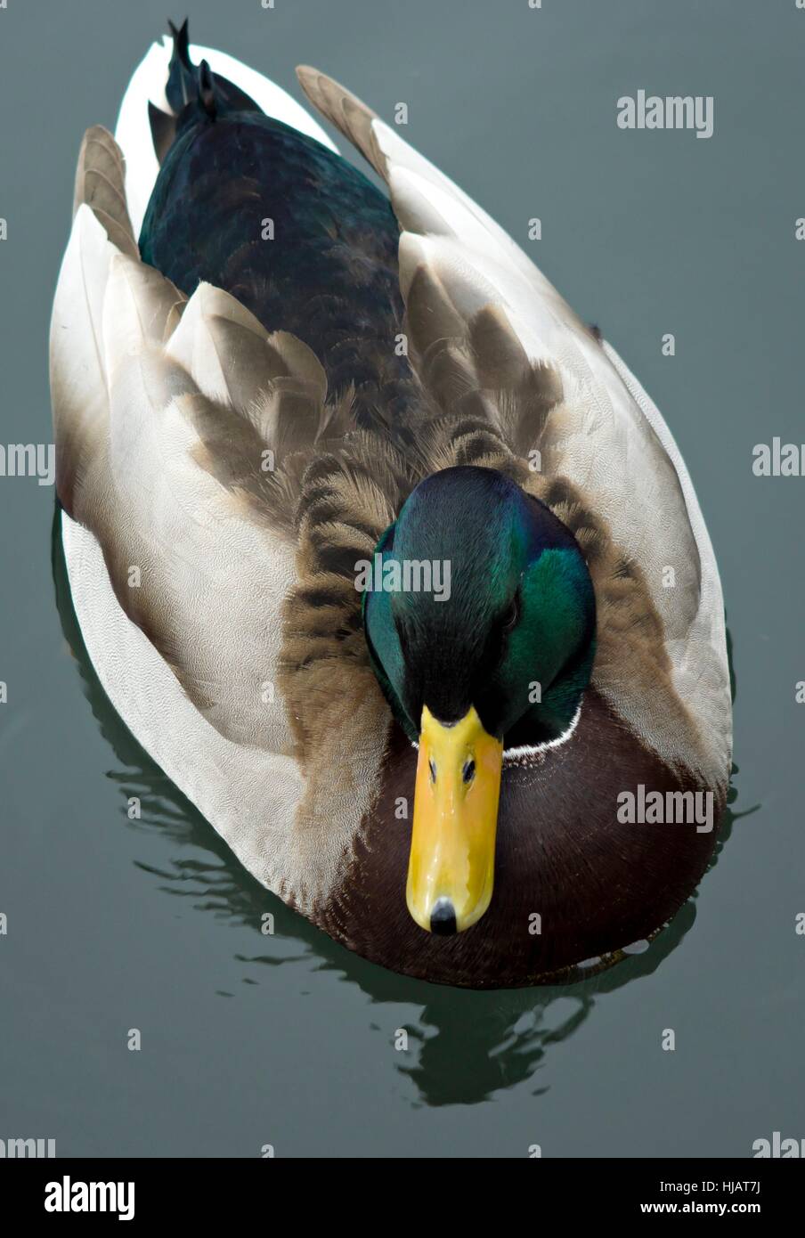 bird, birds, feathers, duck, drake, feather, river, water, park, animal ...