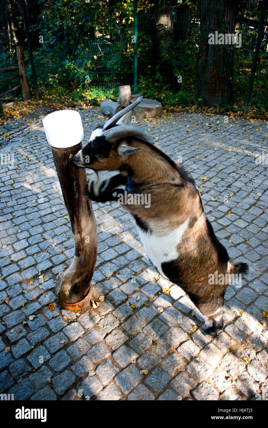 animal, goat, buck, billy goat, scythe, trunk, tree, animal, goat, buck ...