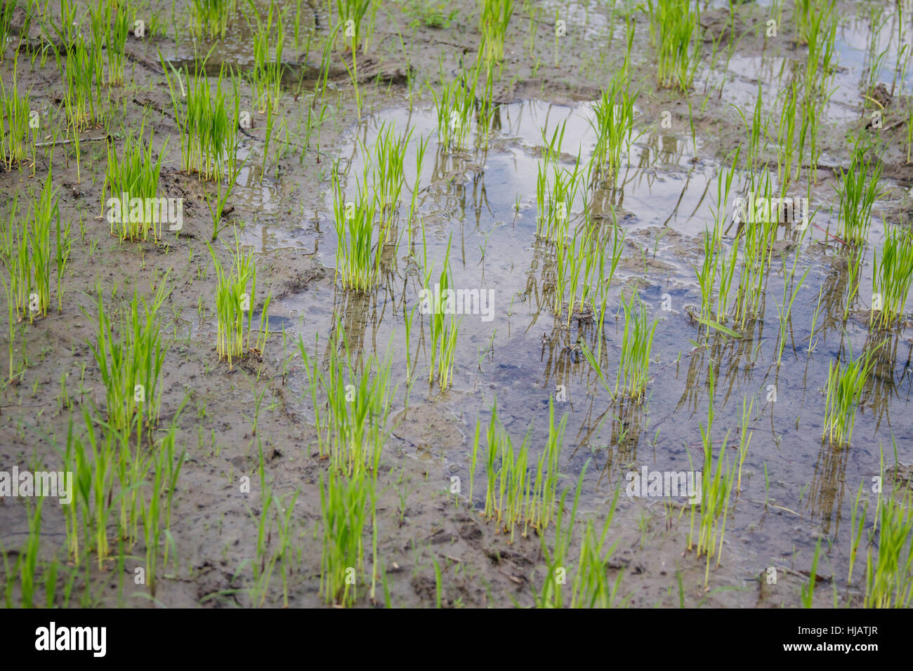 Rice Sprout in Rice field.Rice seedlings green background. Thailand ...