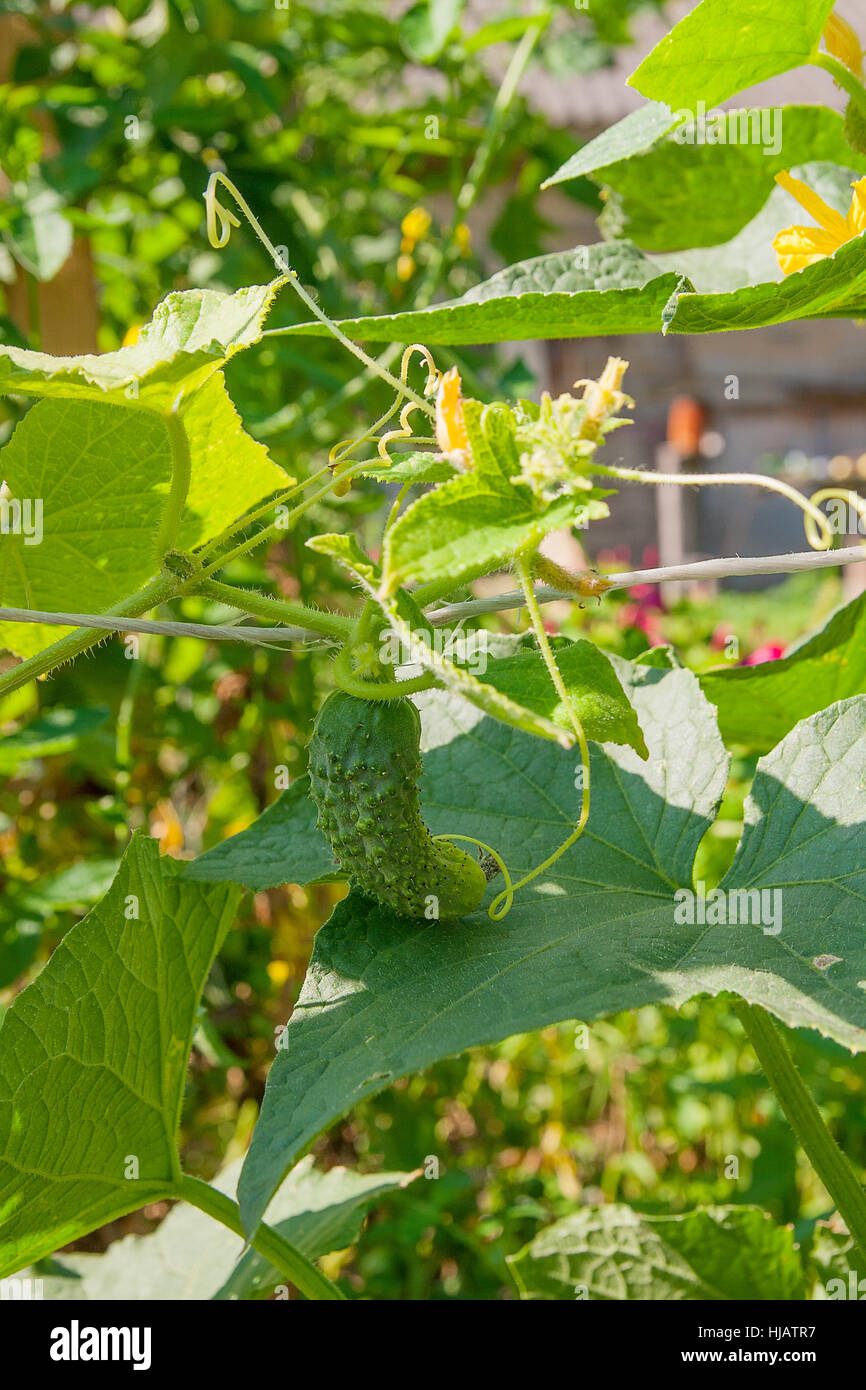 A cucumber in a bush outdoors. How to grow a cucumber plant in a garden ...