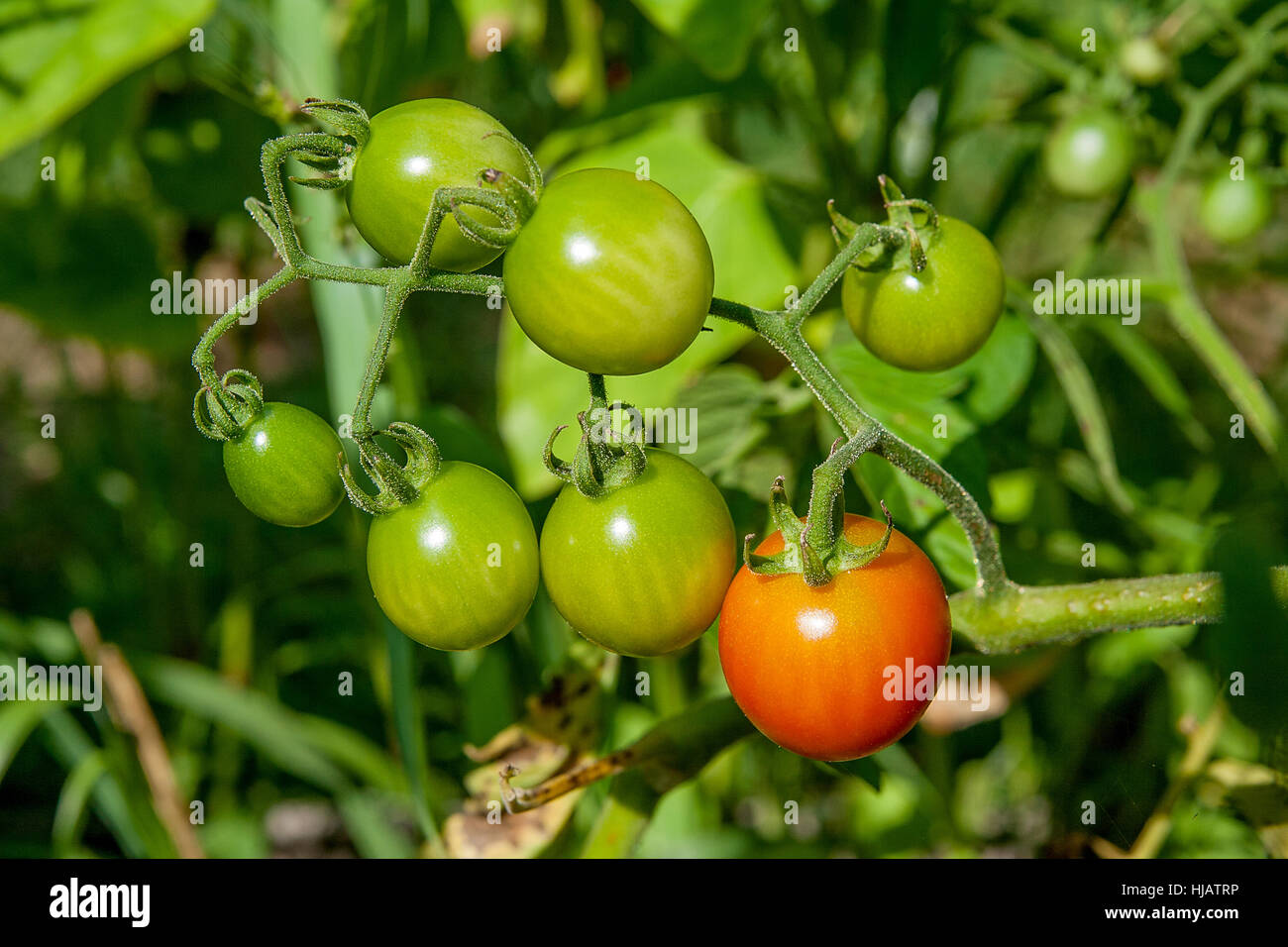 Green and red cherry tomatoes on branch. Growing cherry tomatoes in the garden. Shallow depth of ...