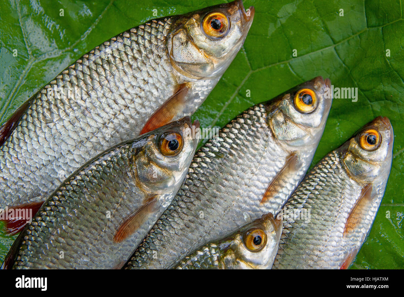 Freshwater fish just taken from the water. Close up view of several ...