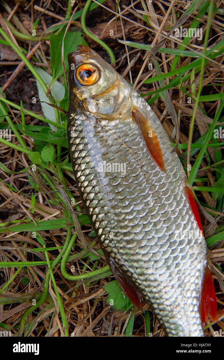 Freshwater fish just taken from the water. Single common rudd fish on ...
