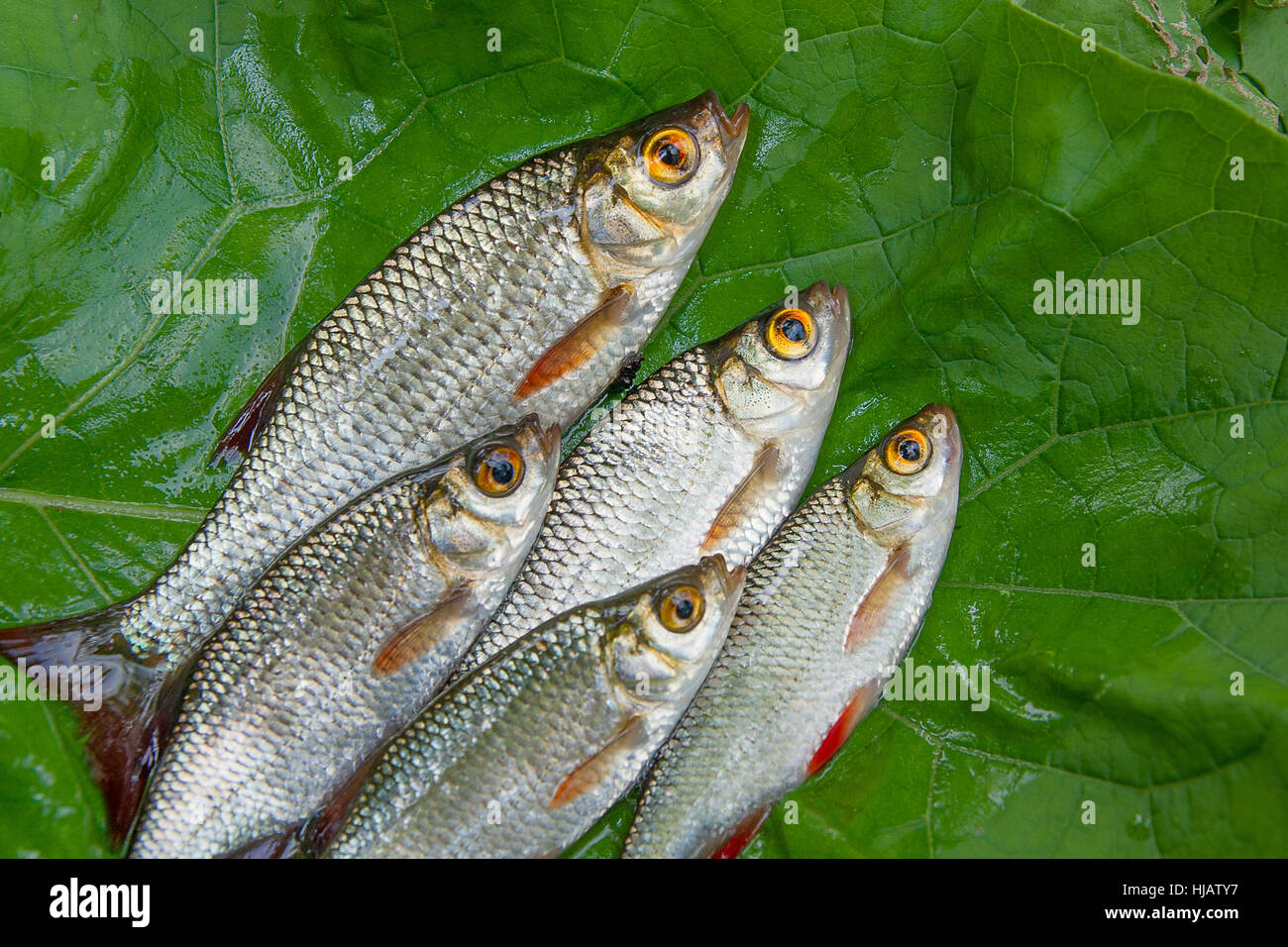 Freshwater fish just taken from the water. Pile of the common rudd fish ...