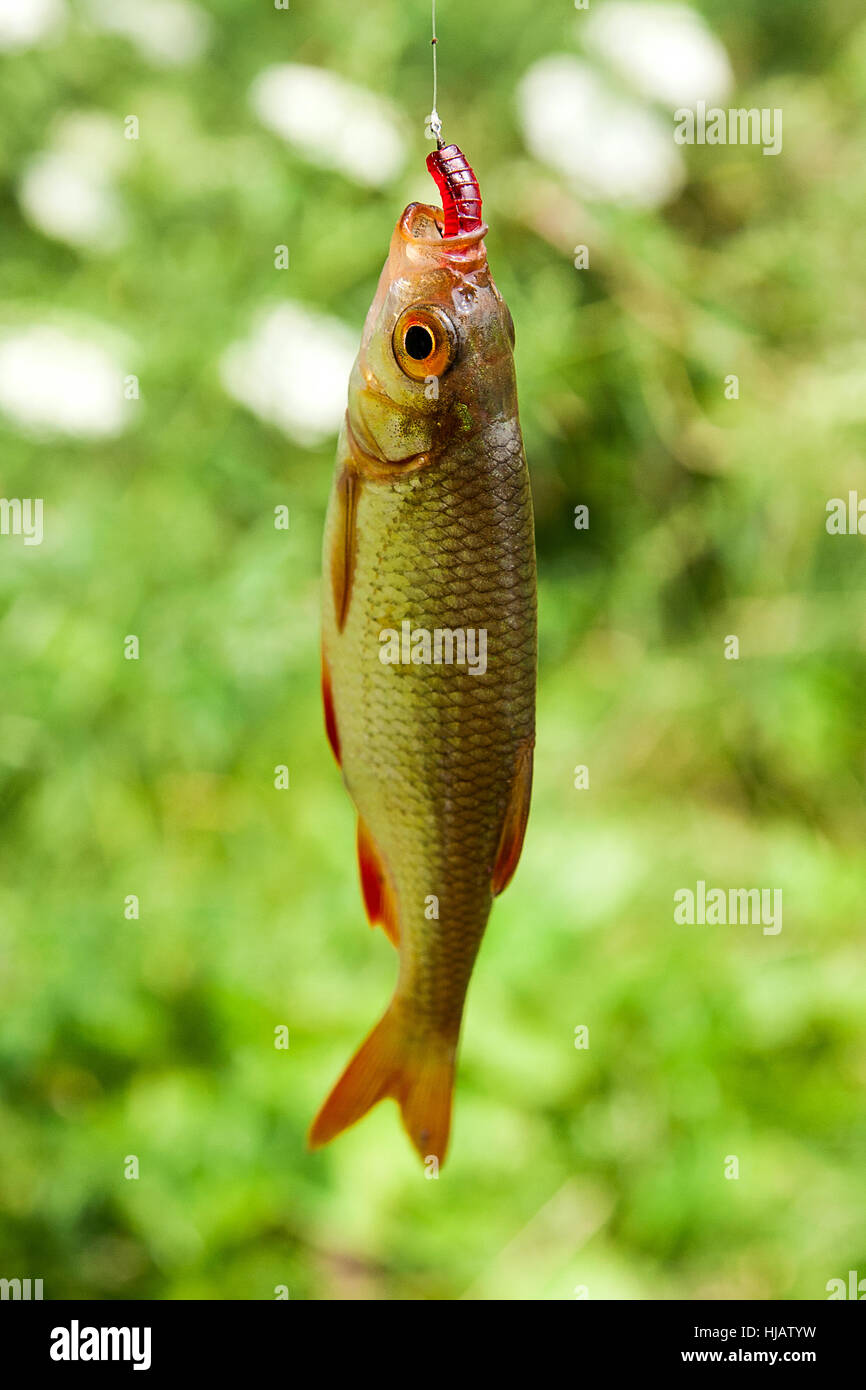 Freshwater fish just taken from the water. Single common rudd fish on ...