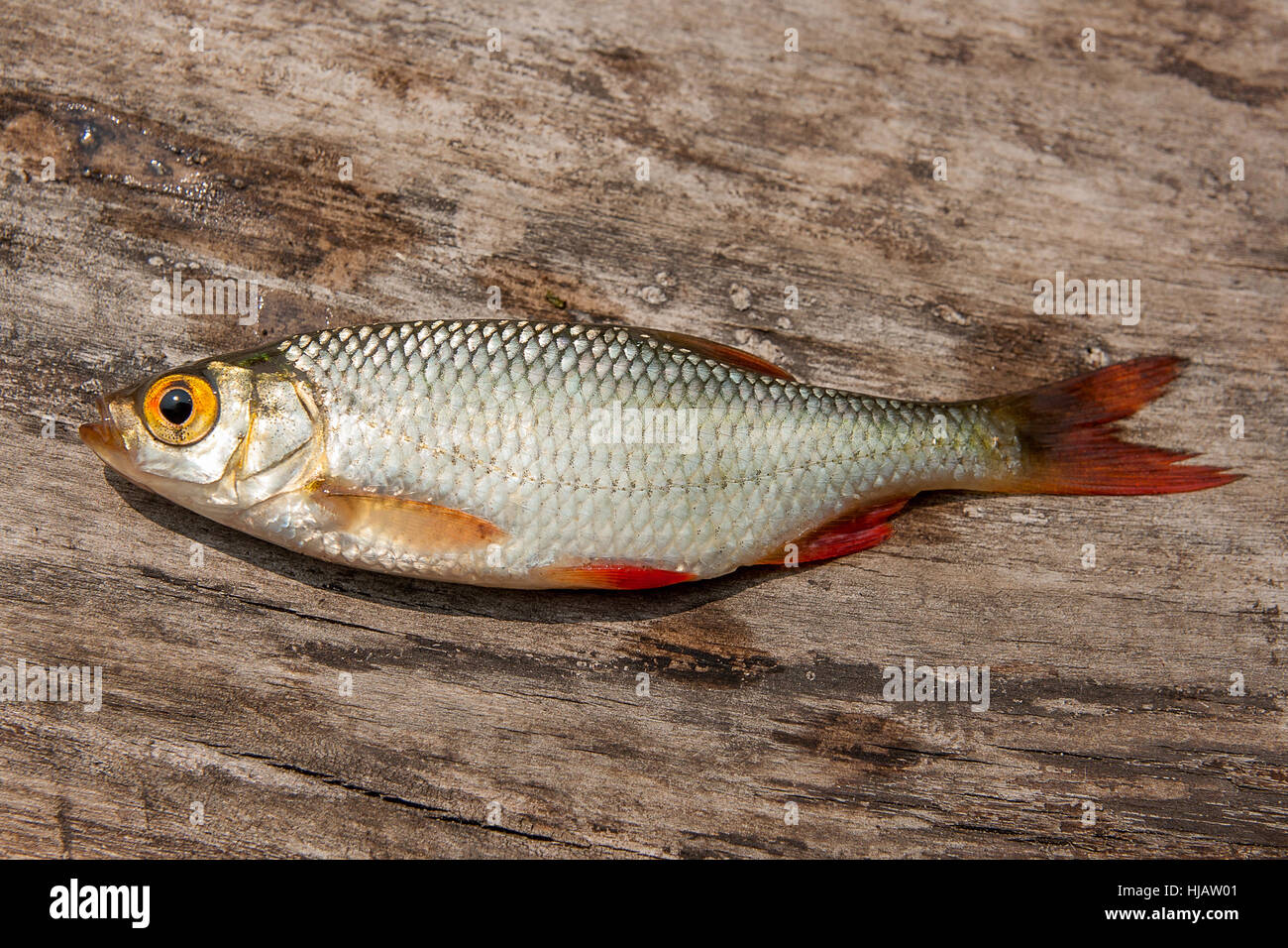 Freshwater fish just taken from the water. Single common rudd fish on ...