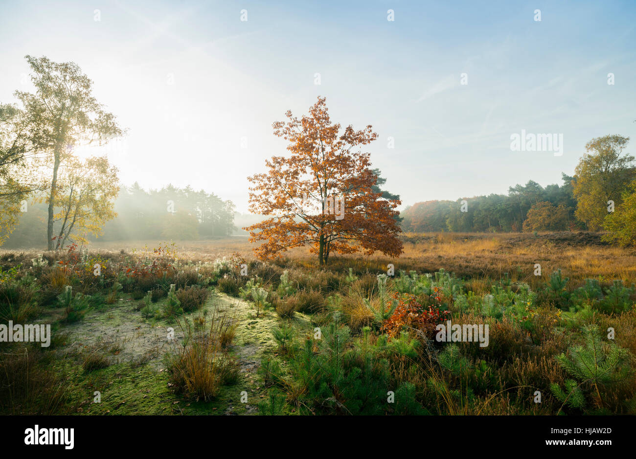 Field with heather between woods on autumn morning, Wouw, Netherlands ...