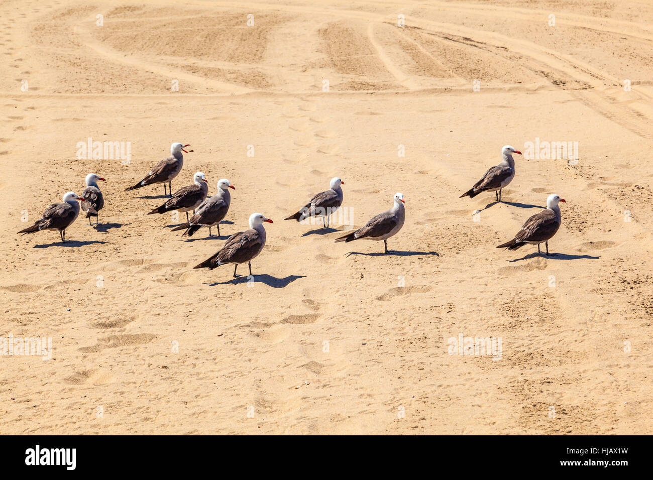 beach, seaside, the beach, seashore, birds, america, atlantic, sands ...